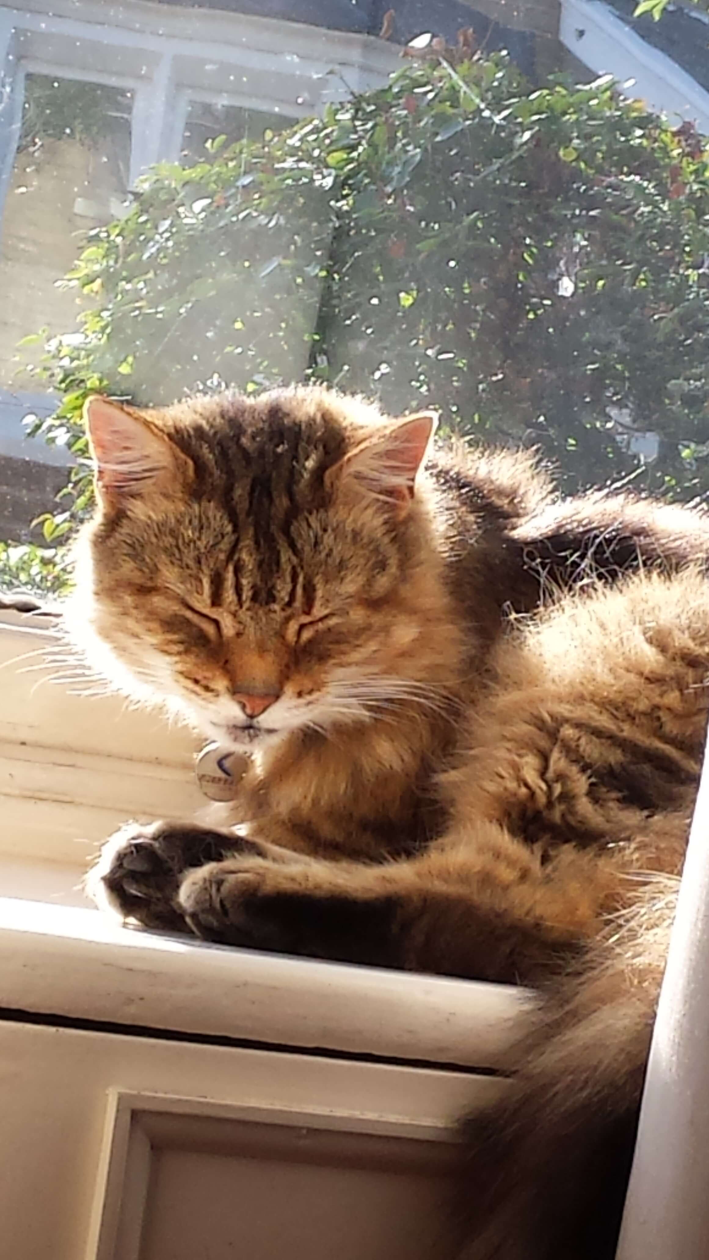 Marvelous Milly - Home Safe and Sound - The Hyperthyroid Cat Centre